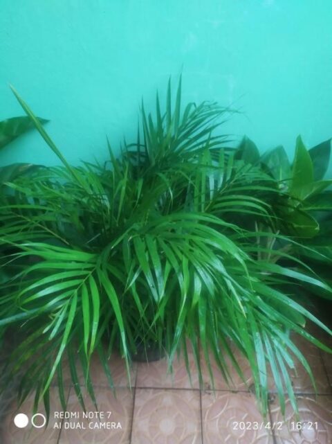 Semangat Daun Palma – Character Building